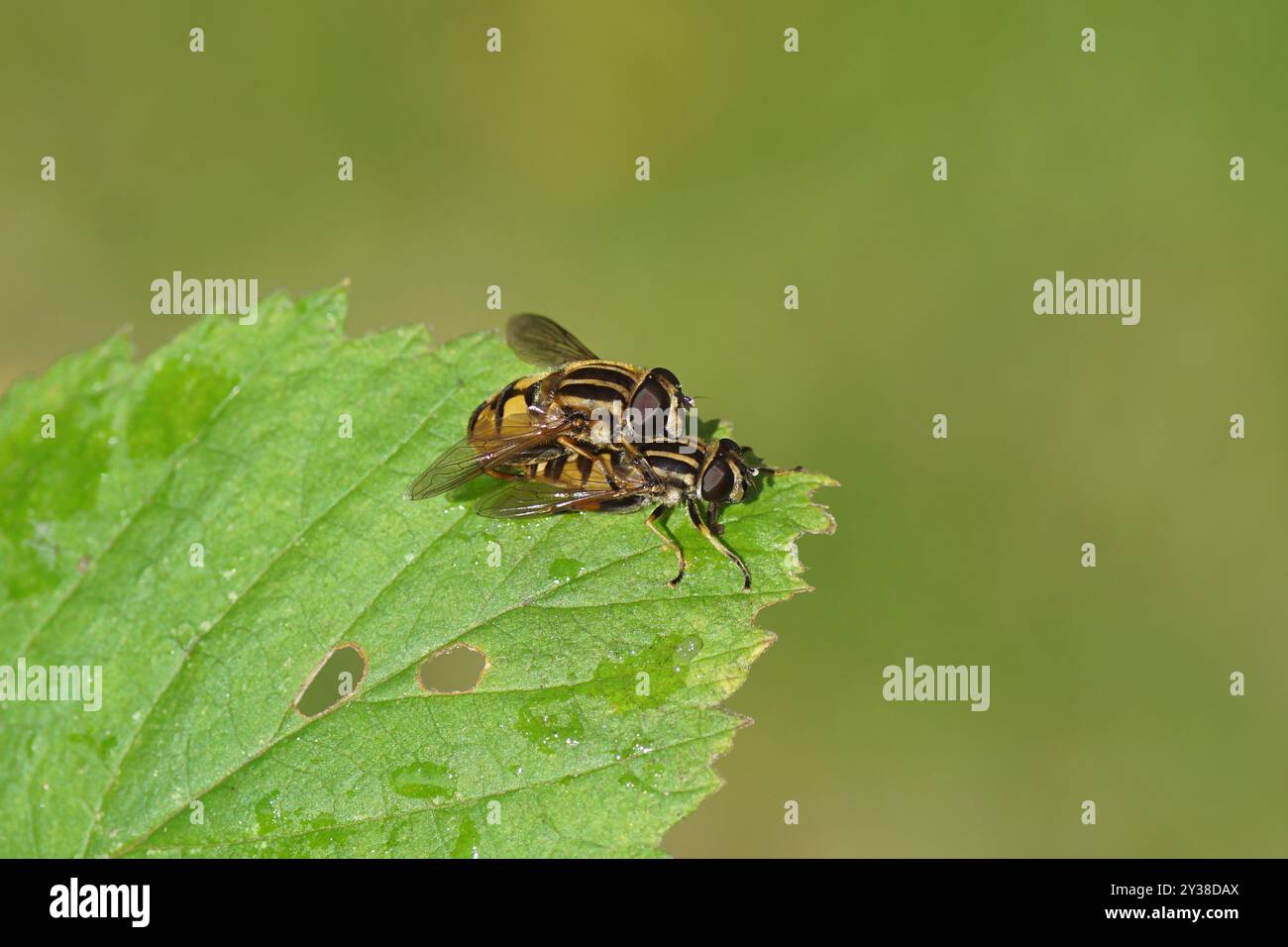 Close up Male and female Sun fly, Tiger Marsh Fly, Helophilus pendulus ...