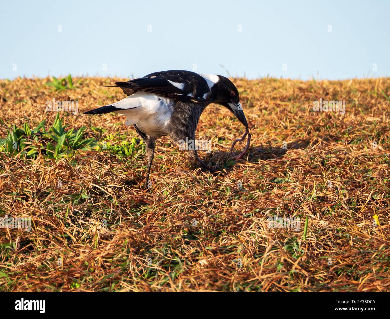 A Magpie with a worm in its beak, bird feeding, eating Stock Photo - Alamy