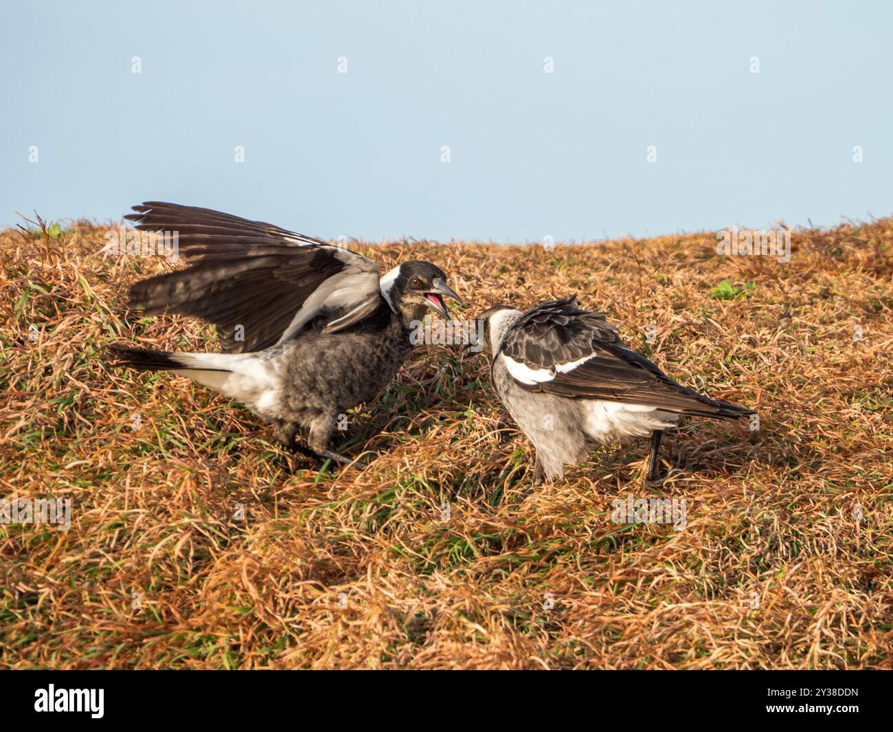 Young Australian Magpies play fighting with each other, bird behaviour ...