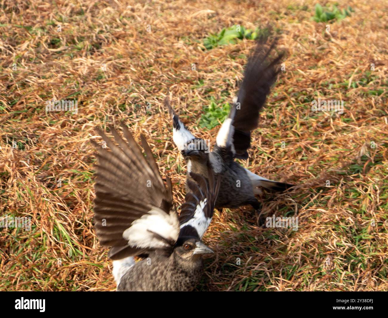 Young Australian Magpies play fighting with each other, bird behaviour ...