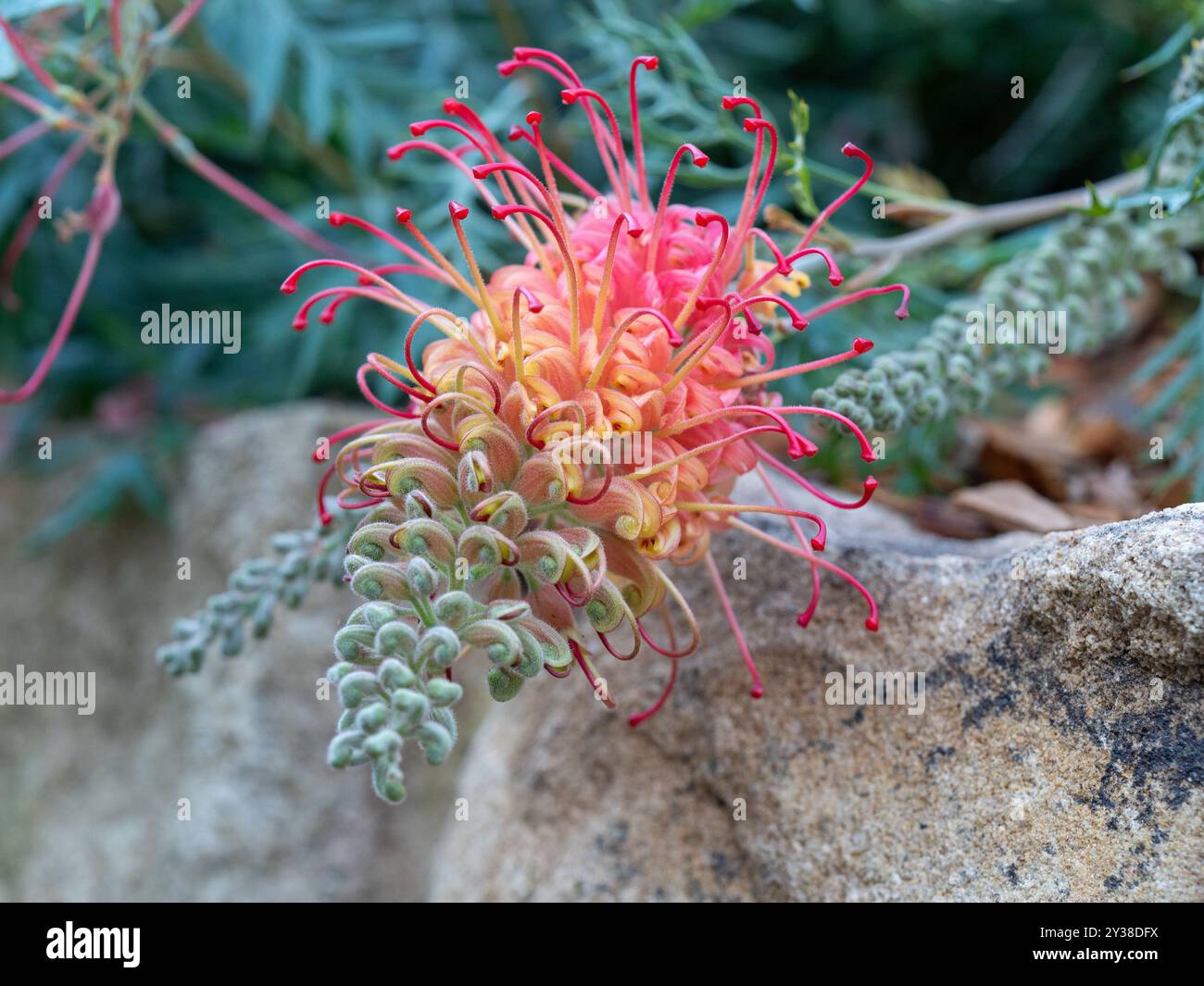Grevillea Loopy Lou flower blooming in the garden, Australian native ...