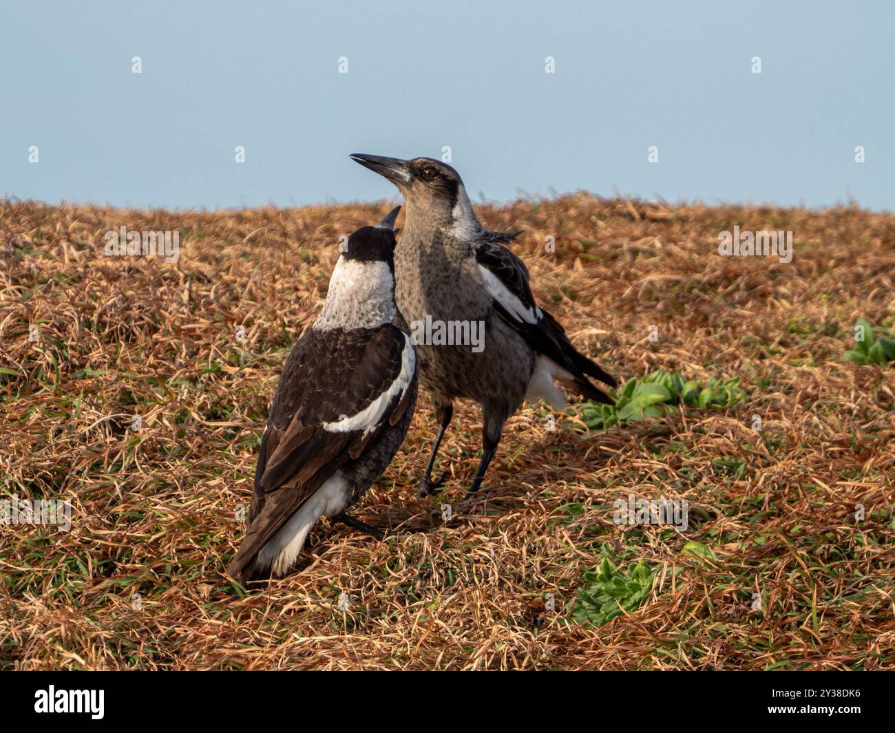 Two young Australian Magpies, one trying to engage with the other as it ...