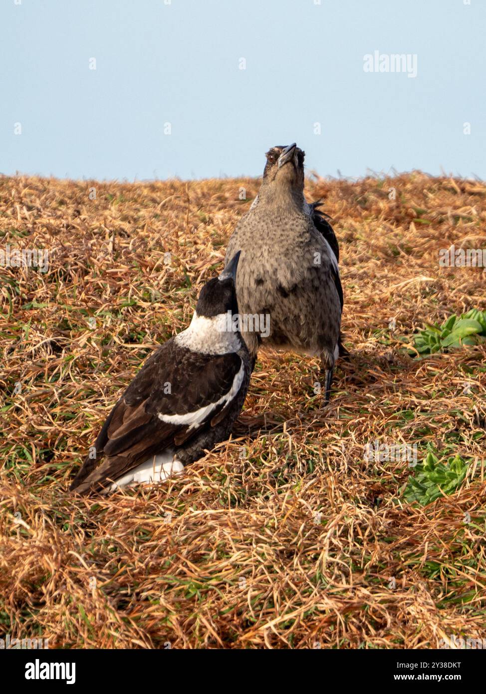 Two young Australian Magpies, one cowering slightly below the other ...