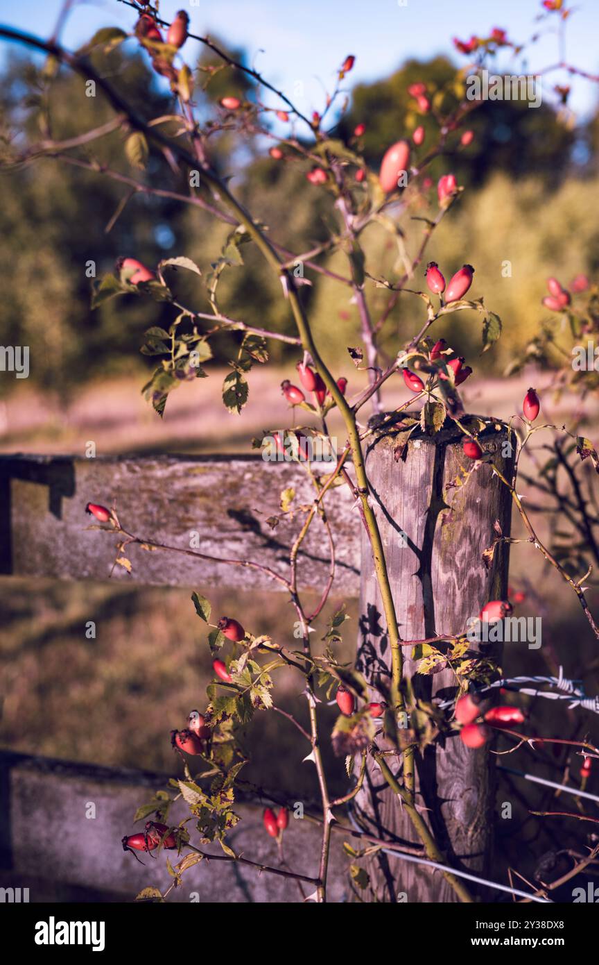 Managedland hi-res stock photography and images - Alamy