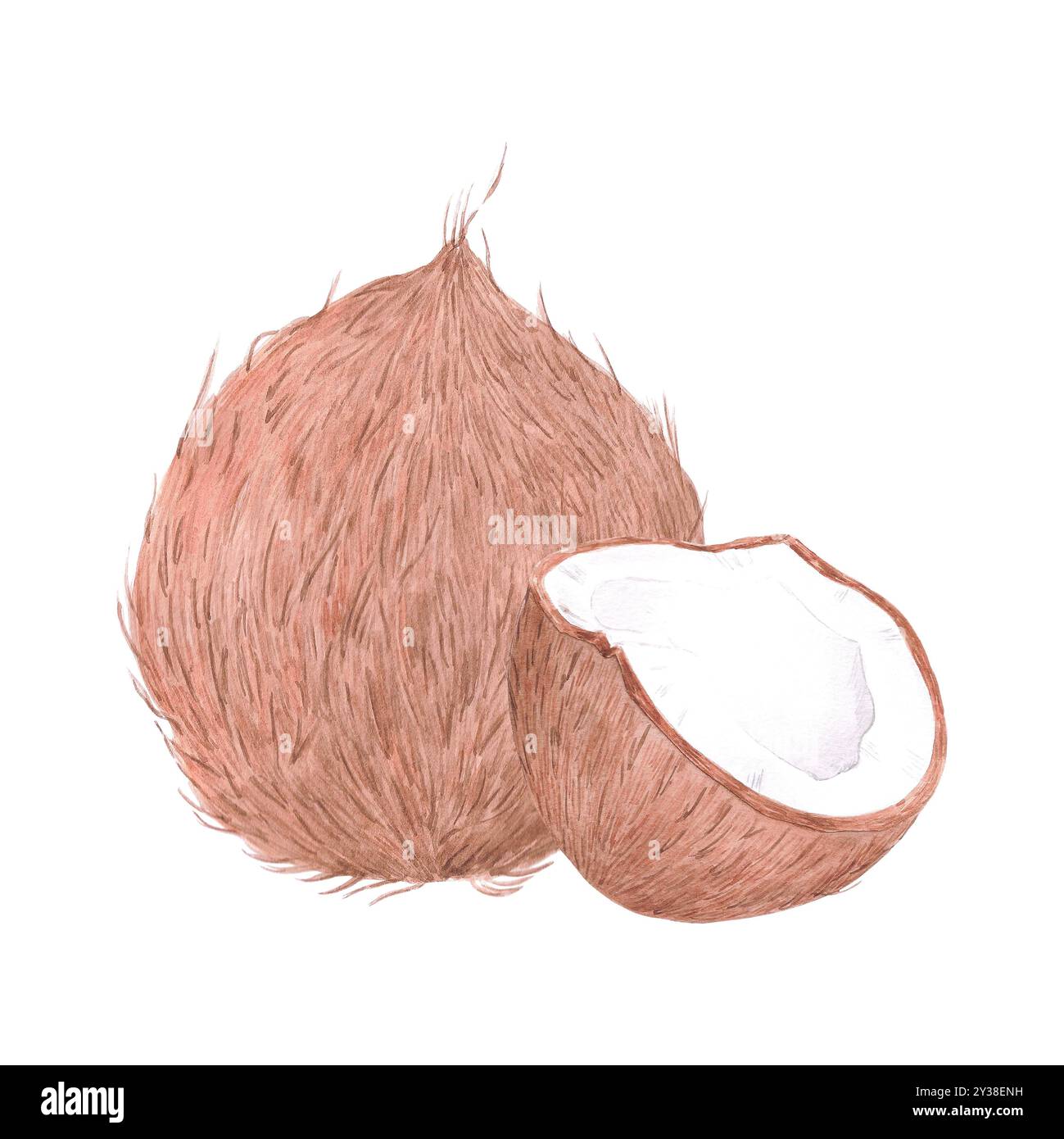 Hand drawn watercolor tropical brown coconut composition isolated on ...