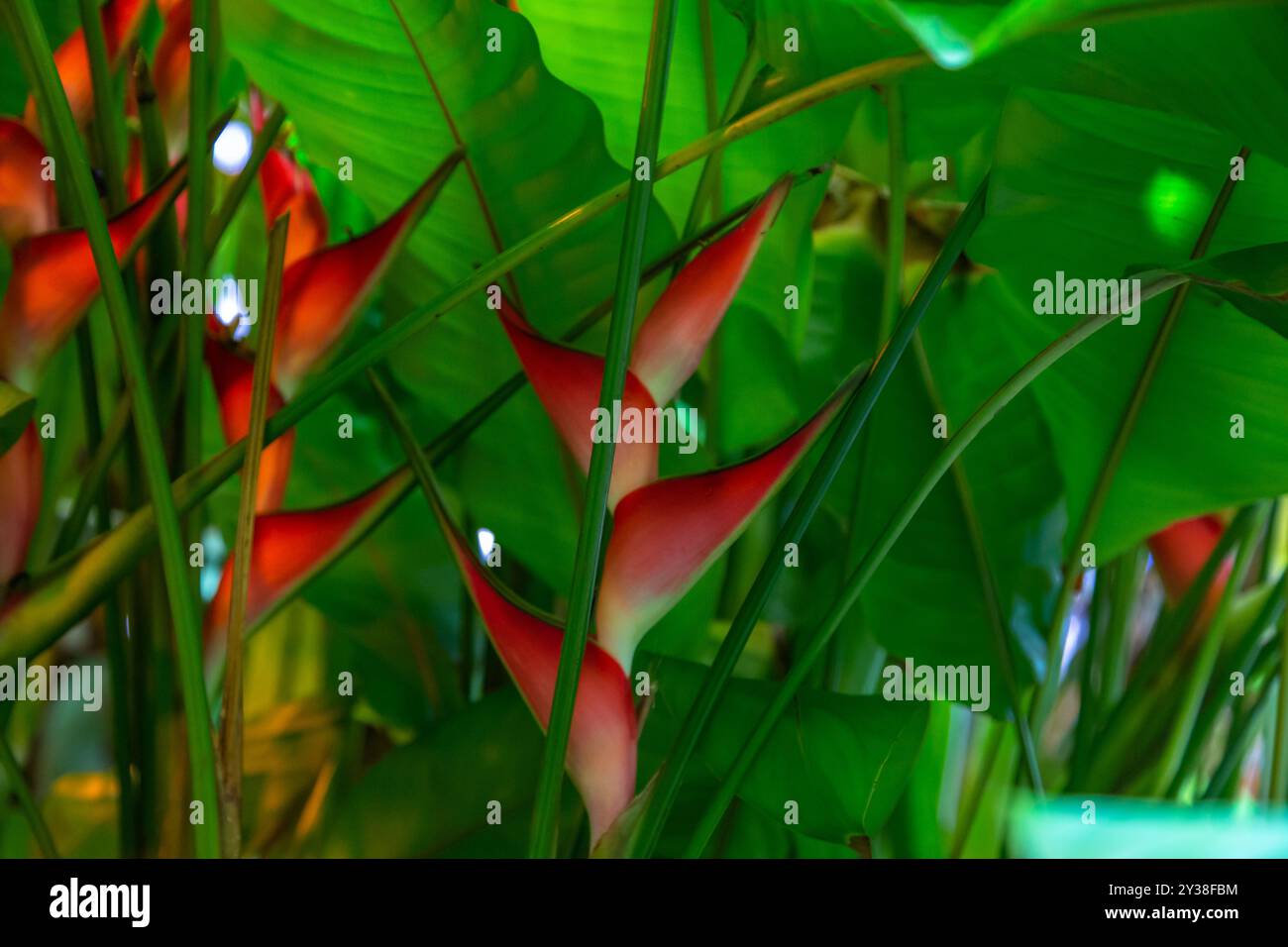 Heliconia stricta natural Dwarf Jamaican Stock Photo - Alamy
