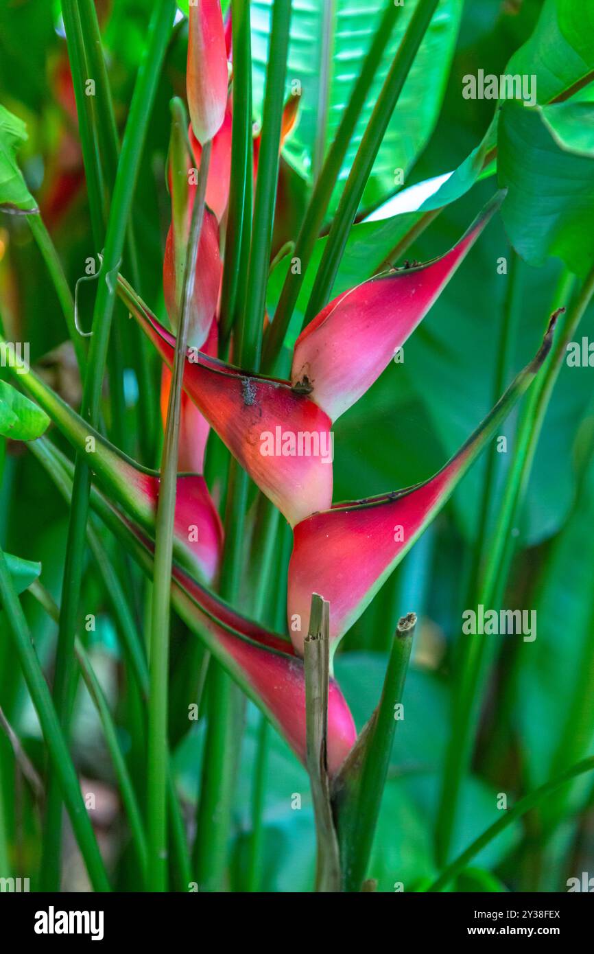 Heliconia stricta natural Dwarf Jamaican Stock Photo - Alamy