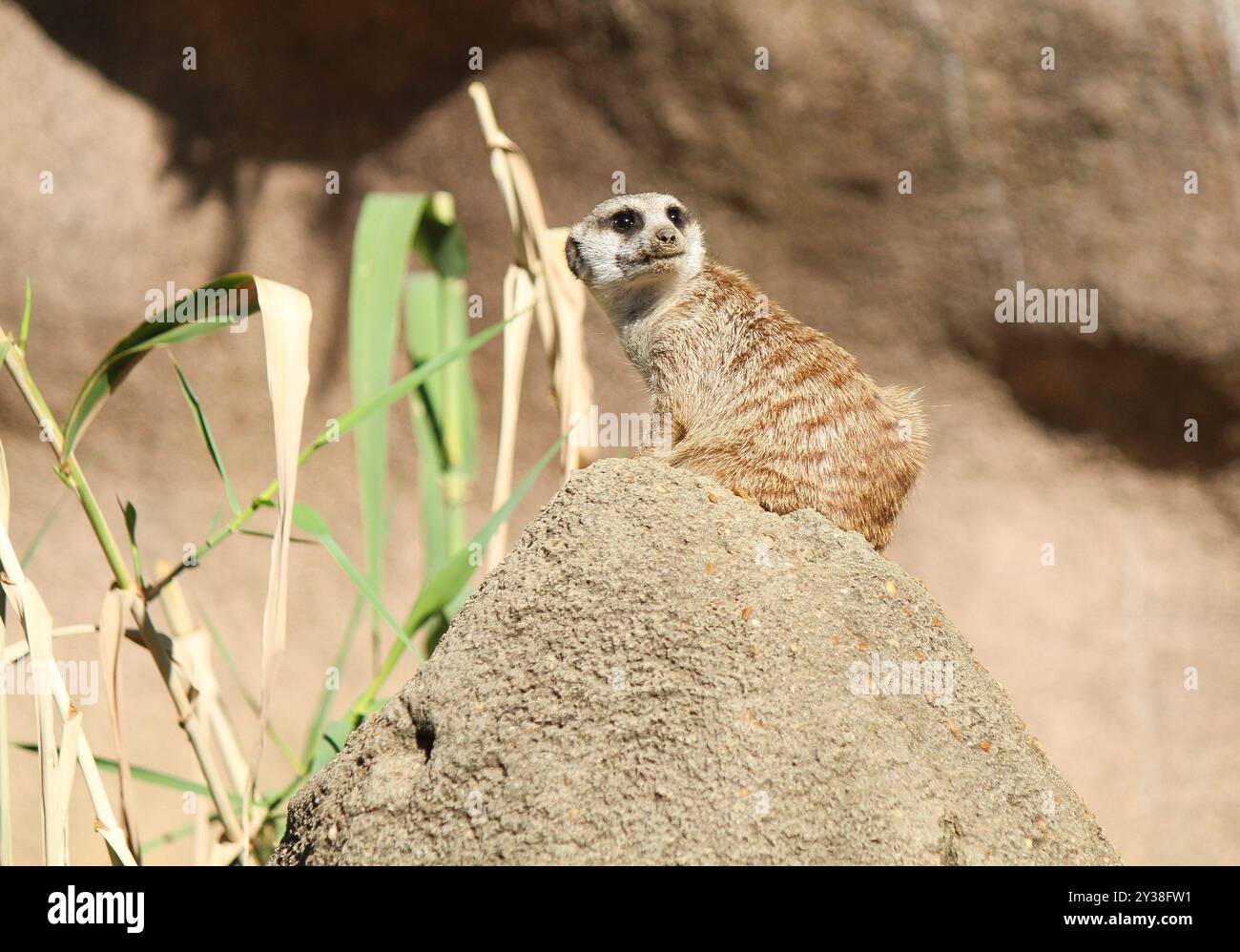 He looks confused or pondering life somehow Stock Photo - Alamy