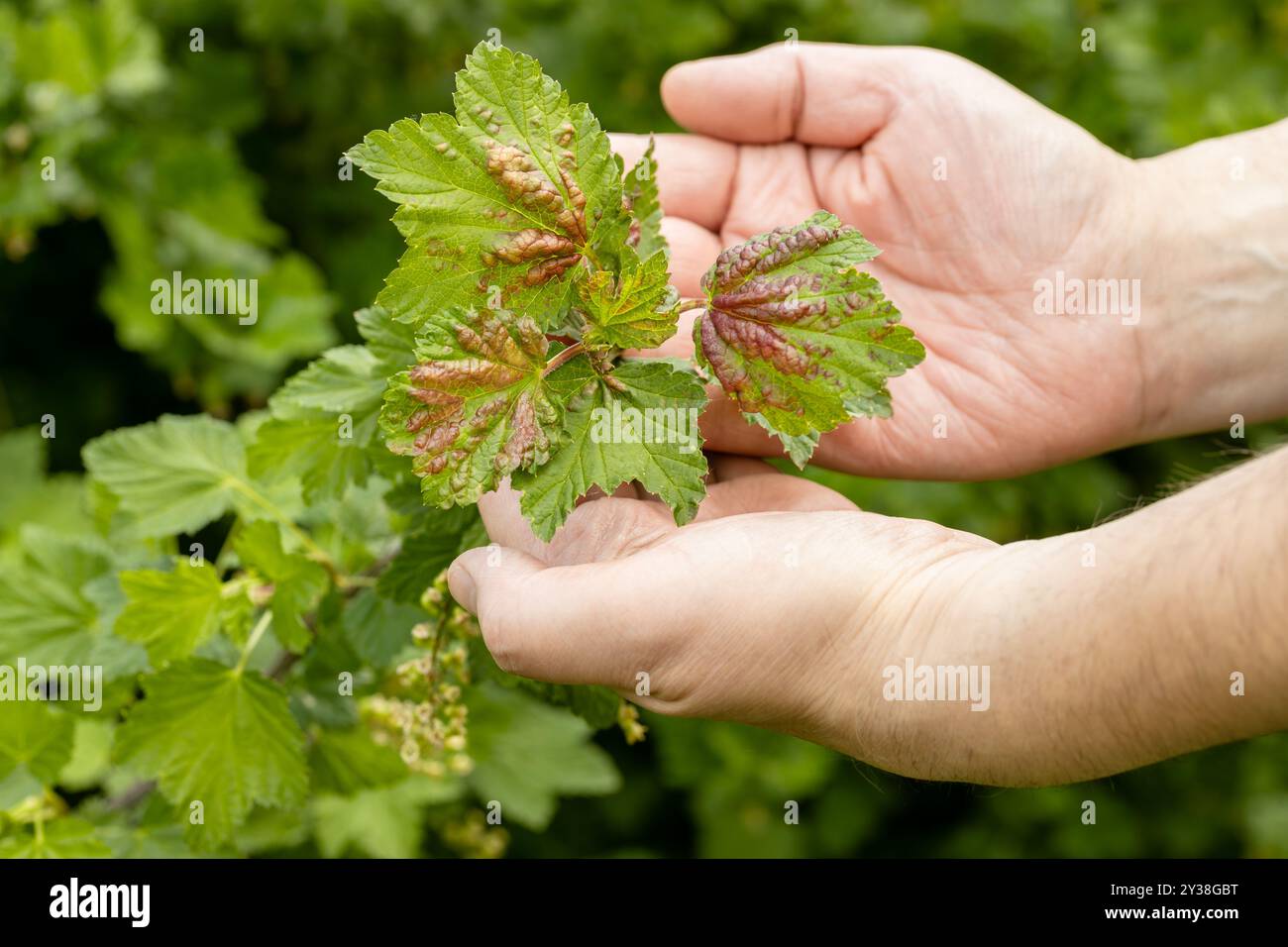 A hand holds red currant leaves infected with anthracnose fungus.Gall ...