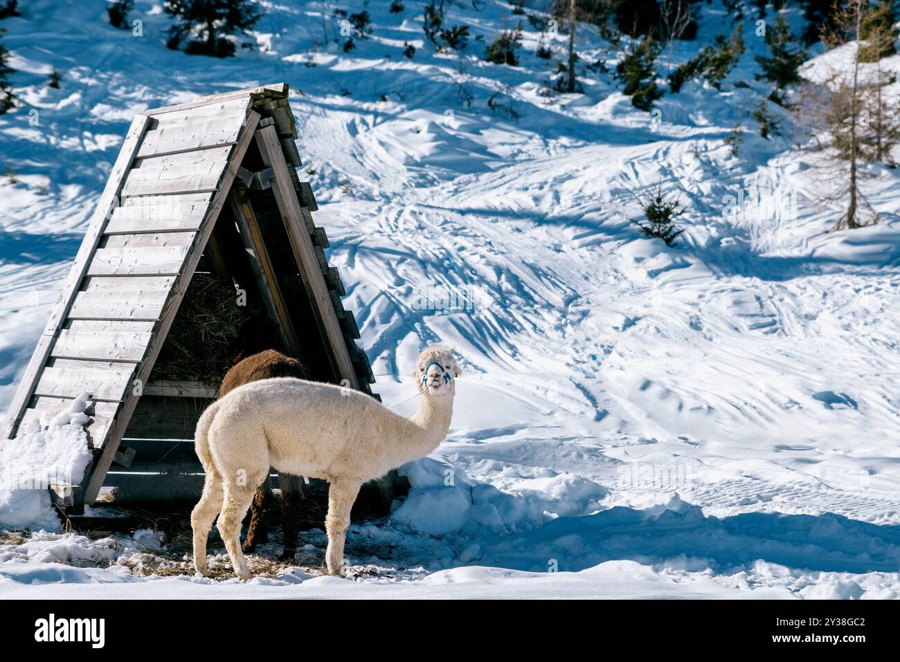 llamas in a pasture on a snow-covered slope Stock Photo - Alamy