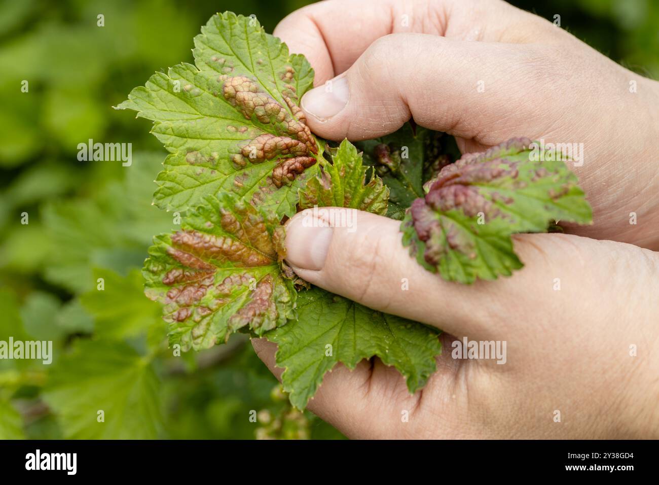 A hand holds red currant leaves infected with anthracnose fungus.Gall ...