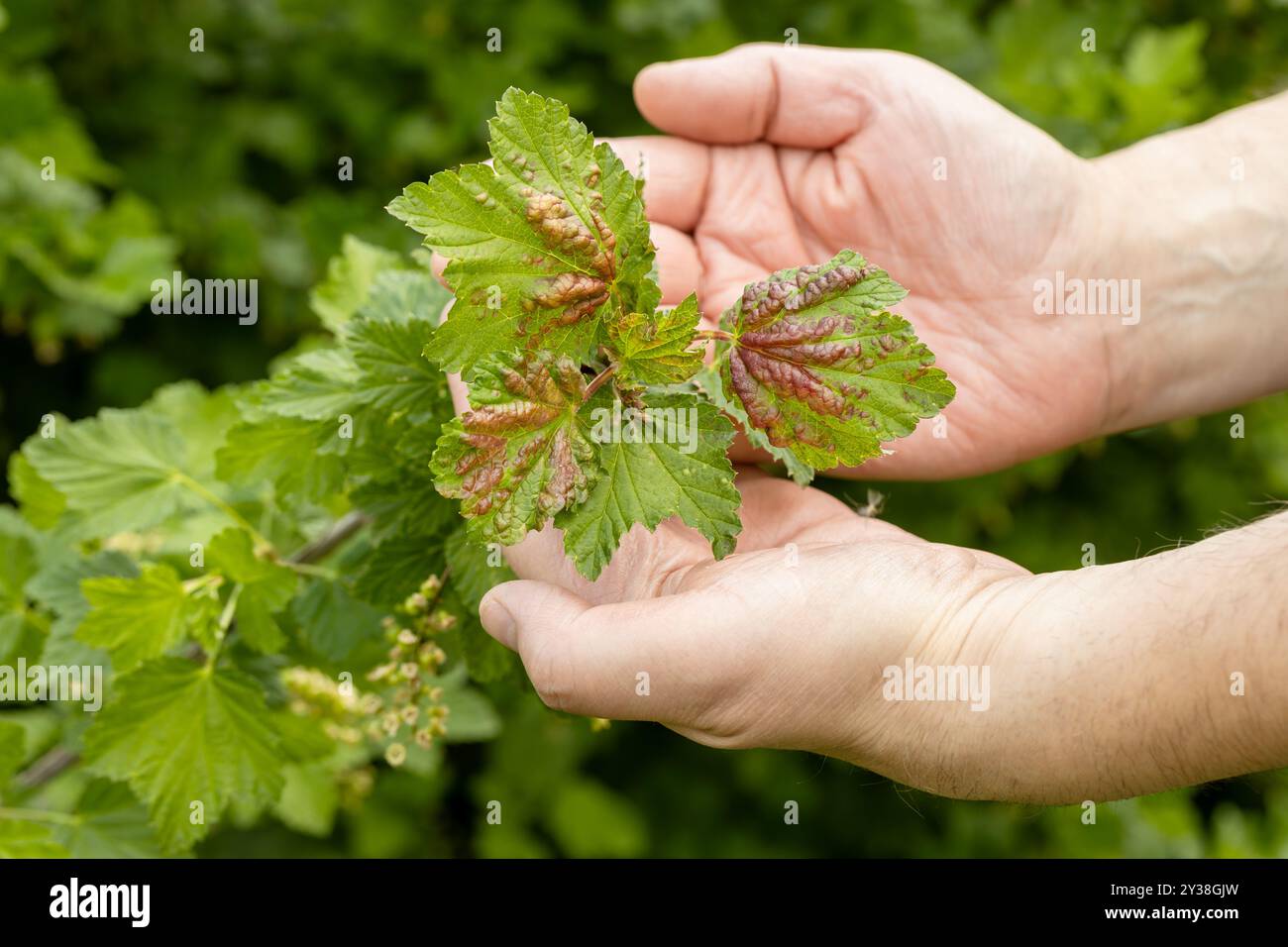 A hand holds red currant leaves infected with anthracnose fungus.Gall ...