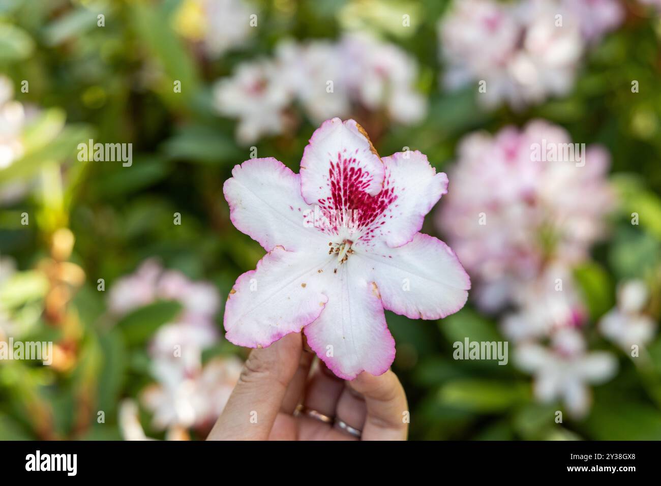 Vertical beautiful blooming rhododendrons in hi-res stock photography ...