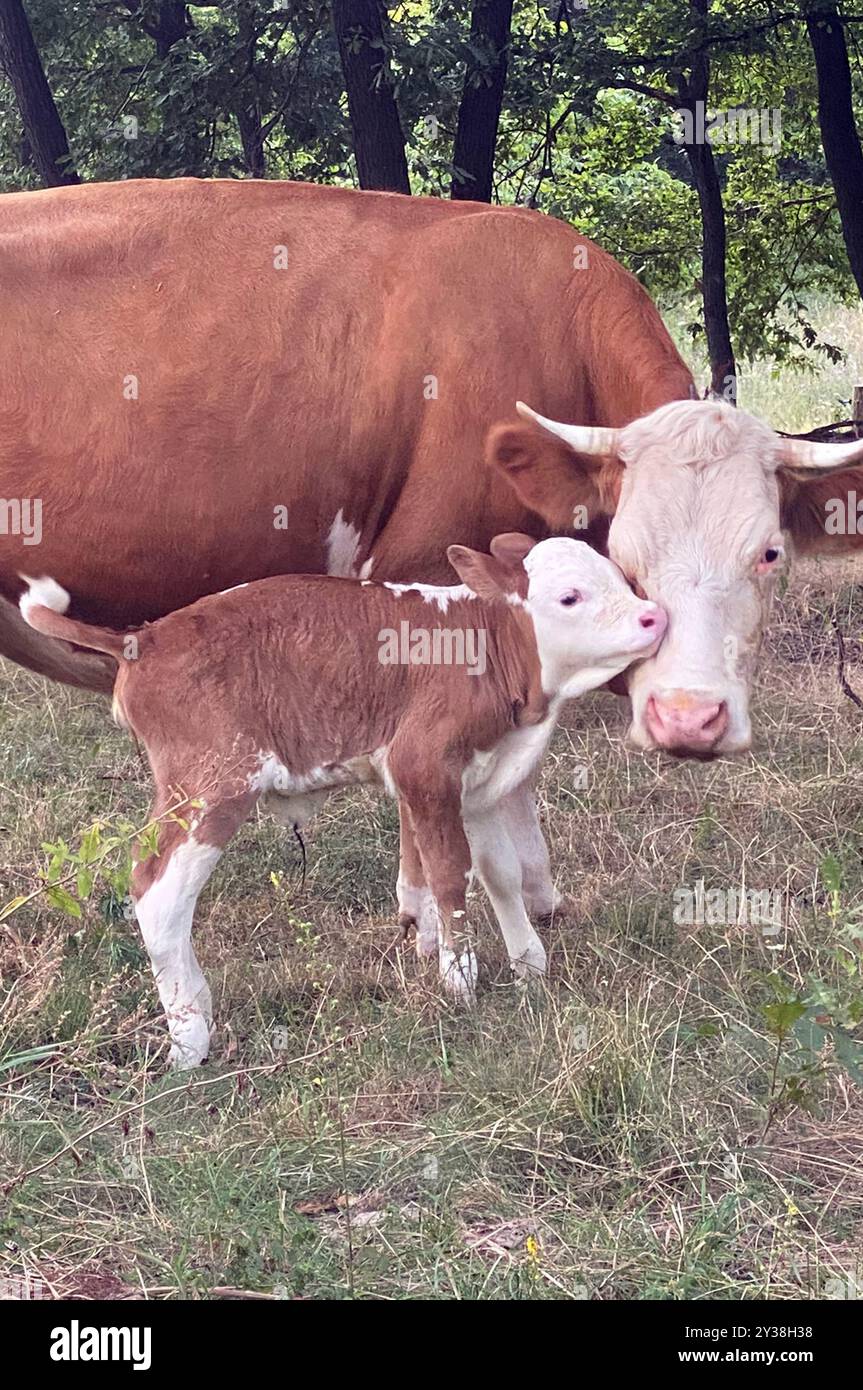 Mother cow with her newborn calf Stock Photo - Alamy