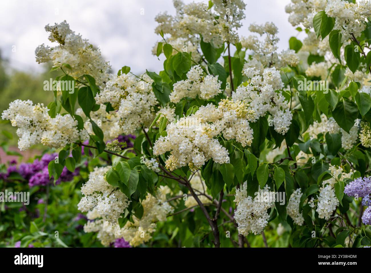 Syringa vulgaris ‘primrose’ hi-res stock photography and images - Alamy