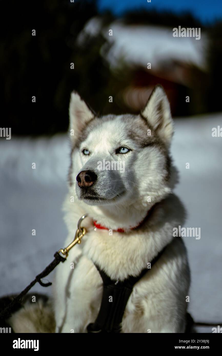 Siberian Husky sleddog, sitting in the sun, mountain Italian Dolomits ...