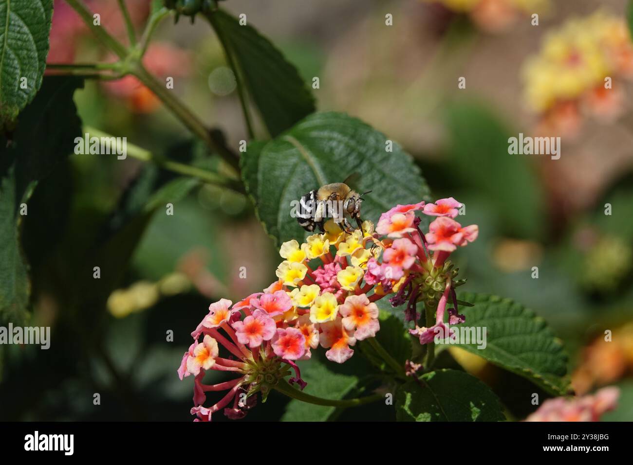 Canary Islands blue banded bee (Amegilla canifrons Stock Photo - Alamy