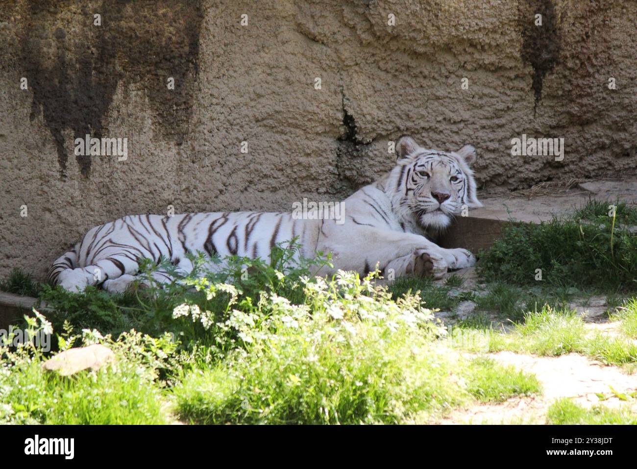 Pictures of white tiger hi-res stock photography and images - Alamy