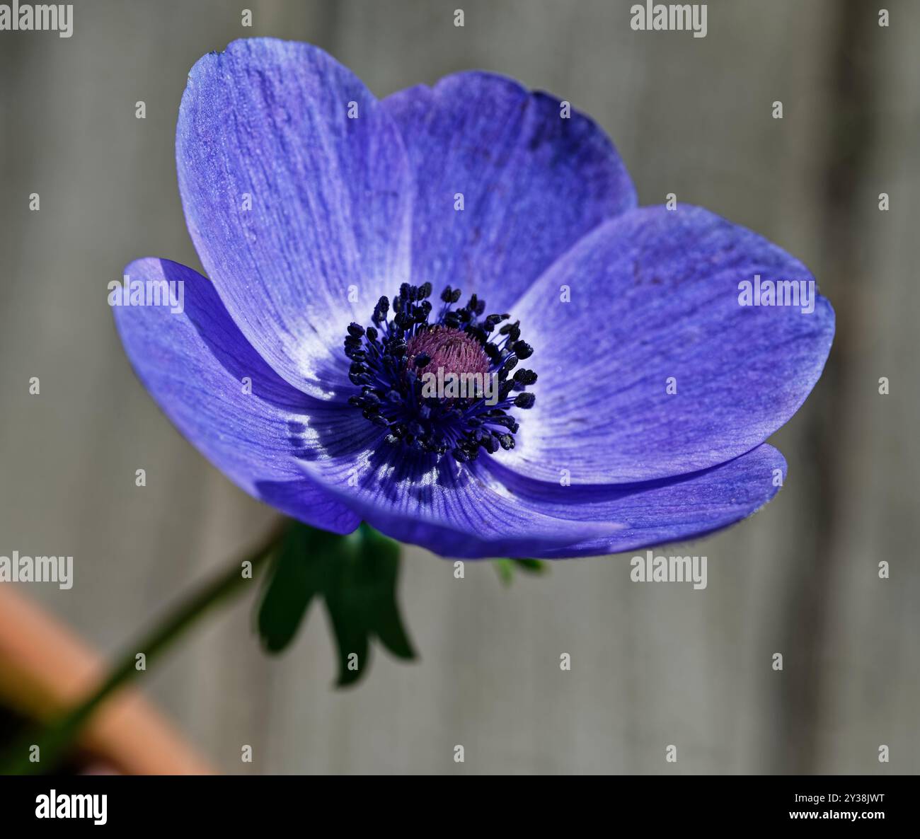 A beautiful anemone flower with dark purple stamens Stock Photo - Alamy