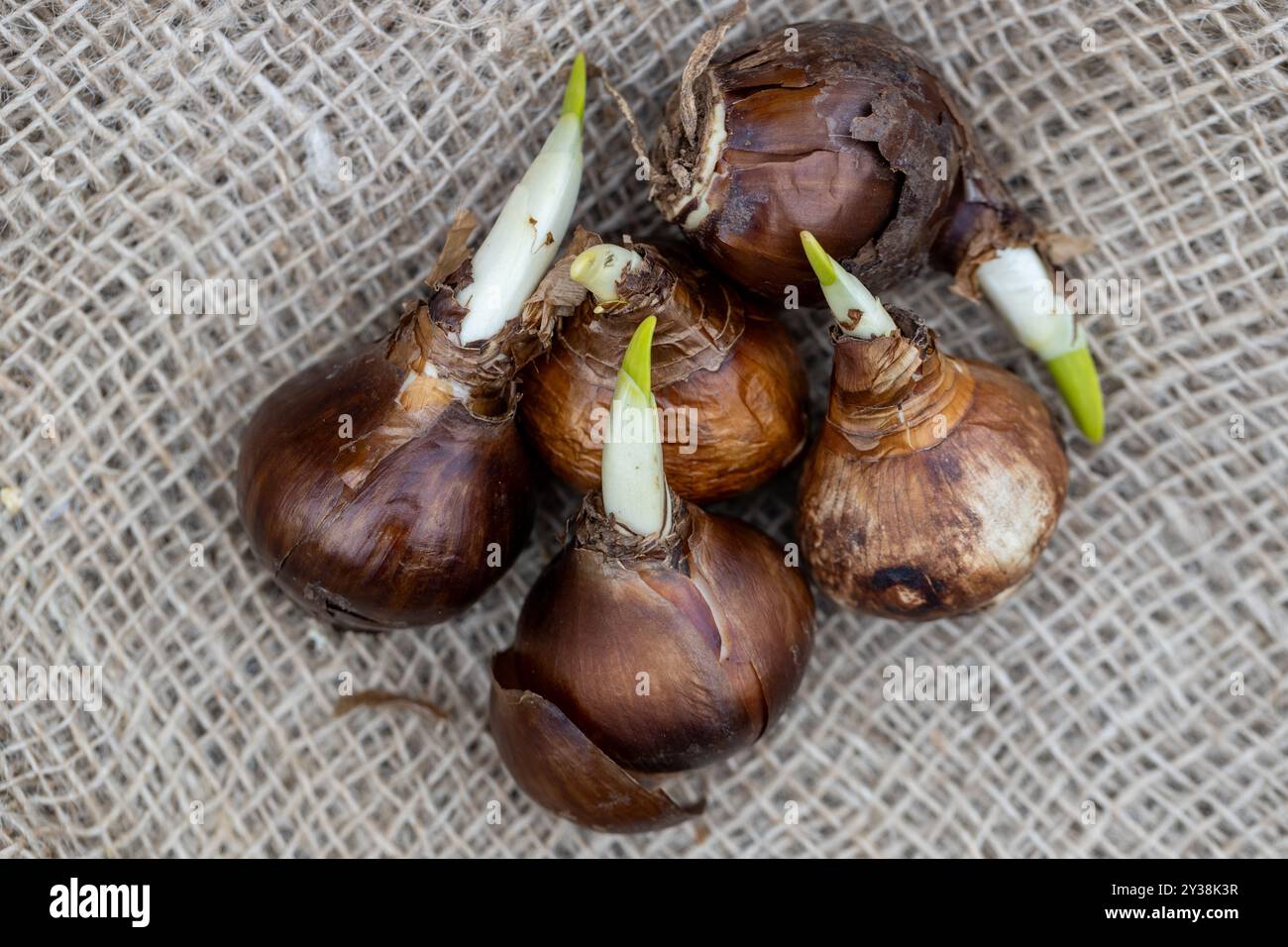 Preparing for planting daffodil flower bulbs in autumn Stock Photo - Alamy