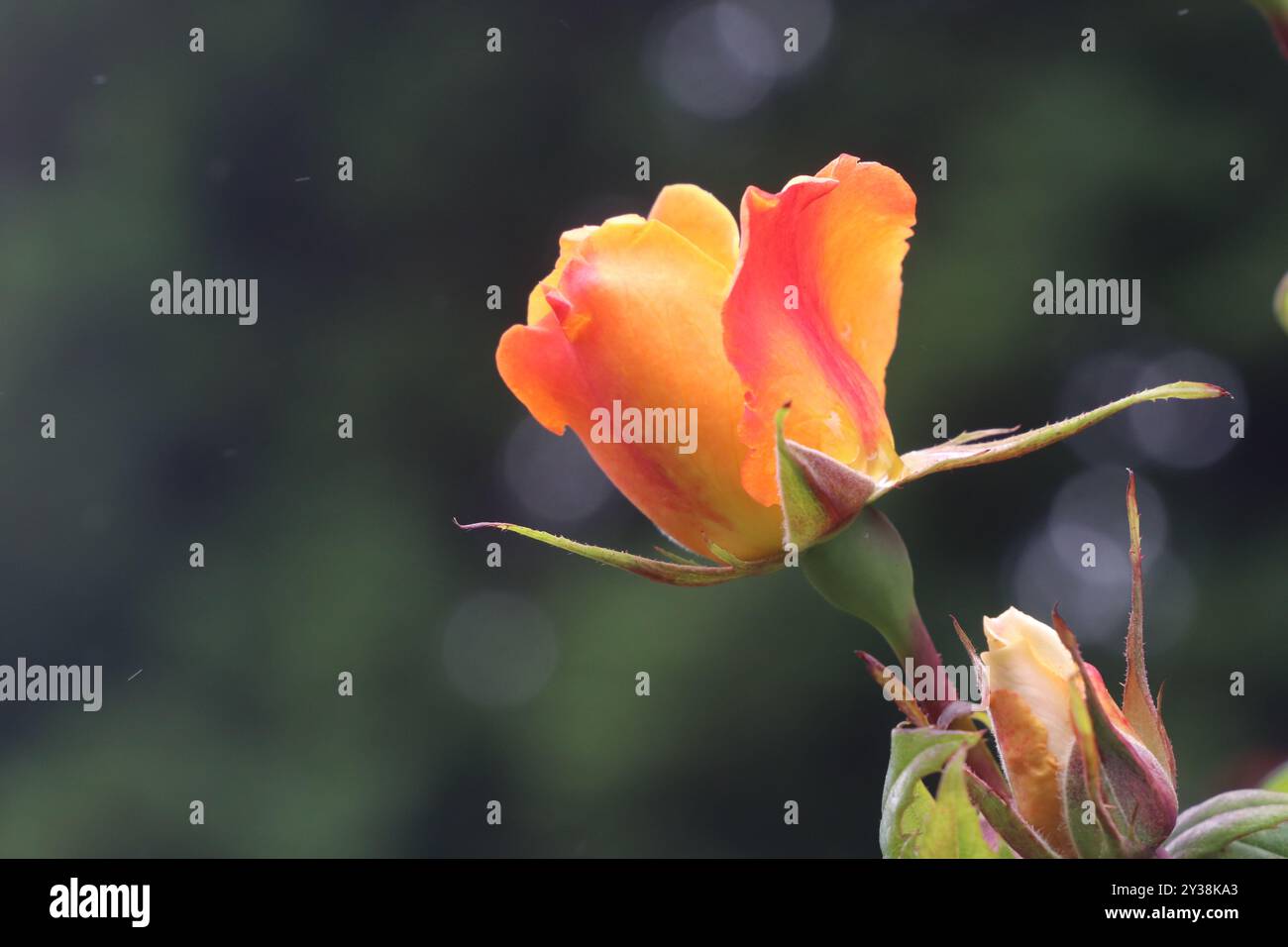 Growing orange and red rose bud Stock Photo - Alamy