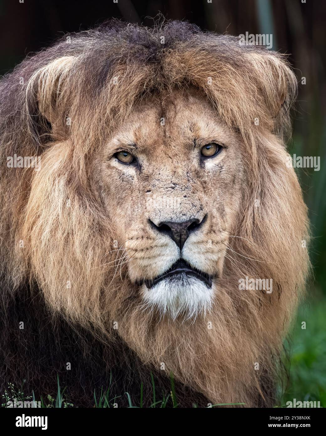 Close-up portrait of a majestic adult male lion with a full mane ...