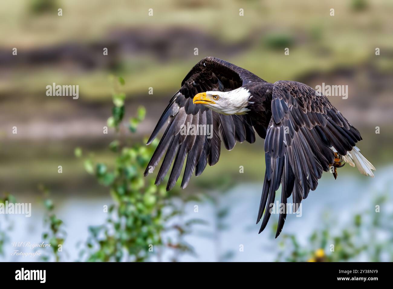 A stunning bald eagle in flight over a blurred natural background with green foliage and water ...