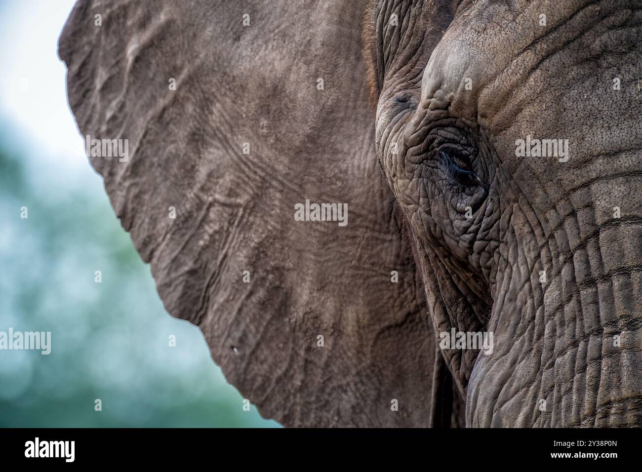 Close-up of an elephant's wrinkled skin and eye, showcasing intricate ...