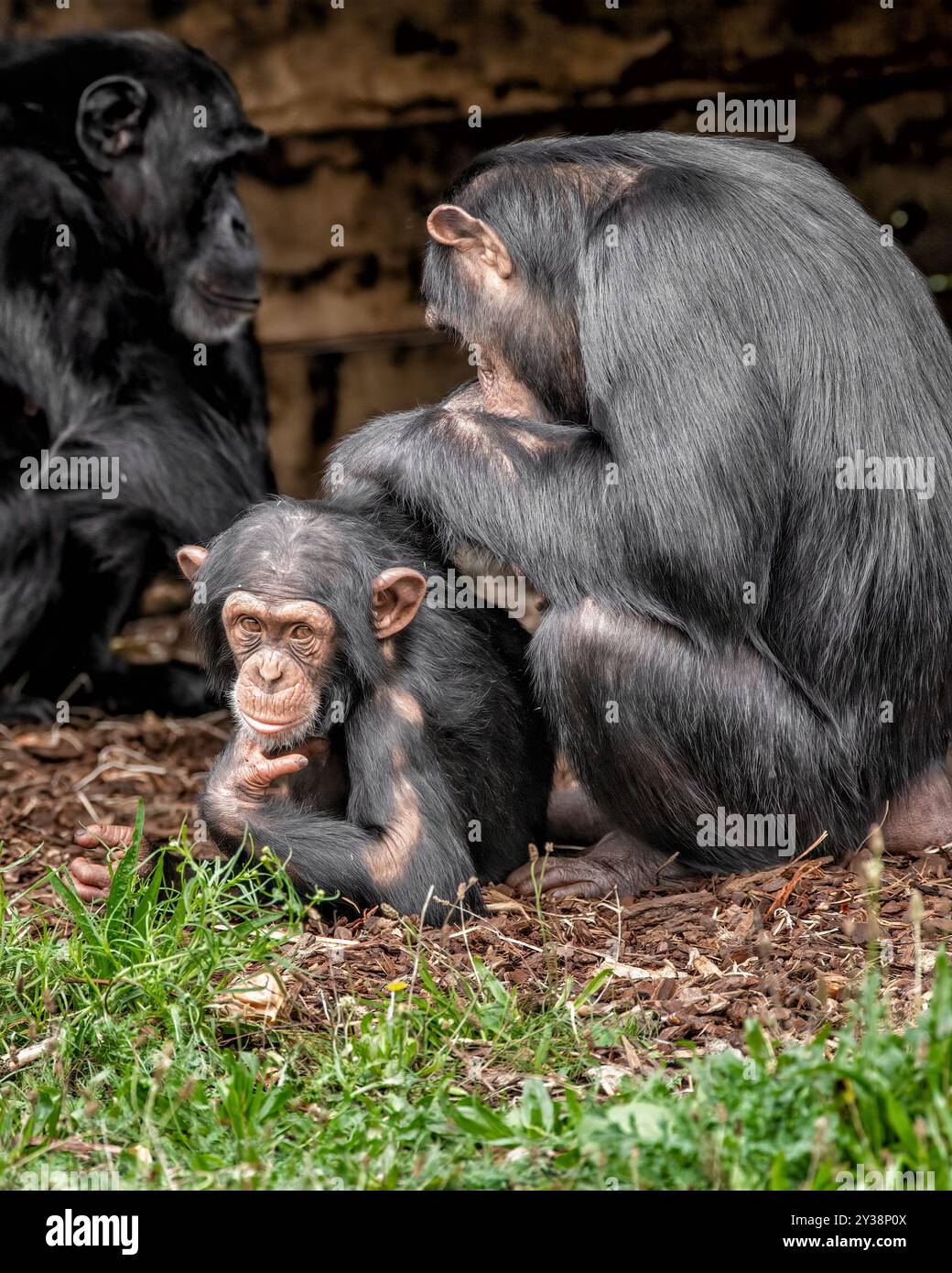 A group of chimpanzees sitting together, with one grooming another ...