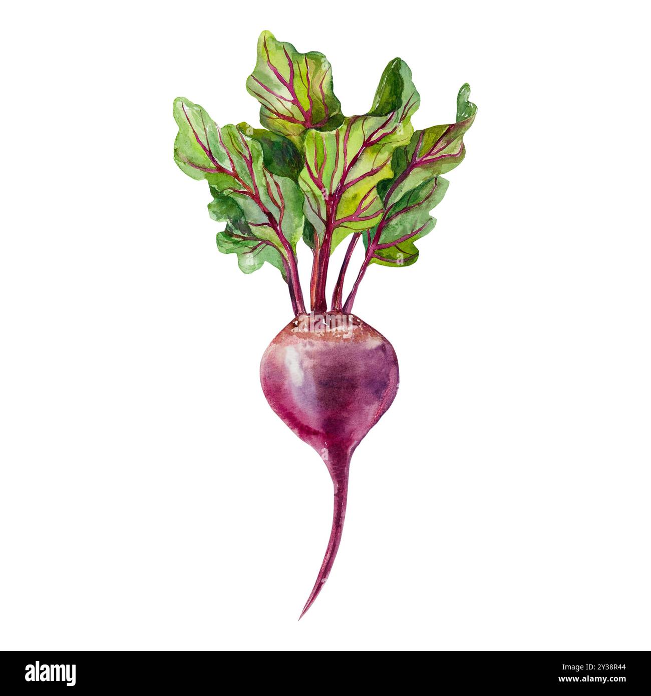 Beetroot watercolor. Hand drawn vegetable illustration isolated on ...