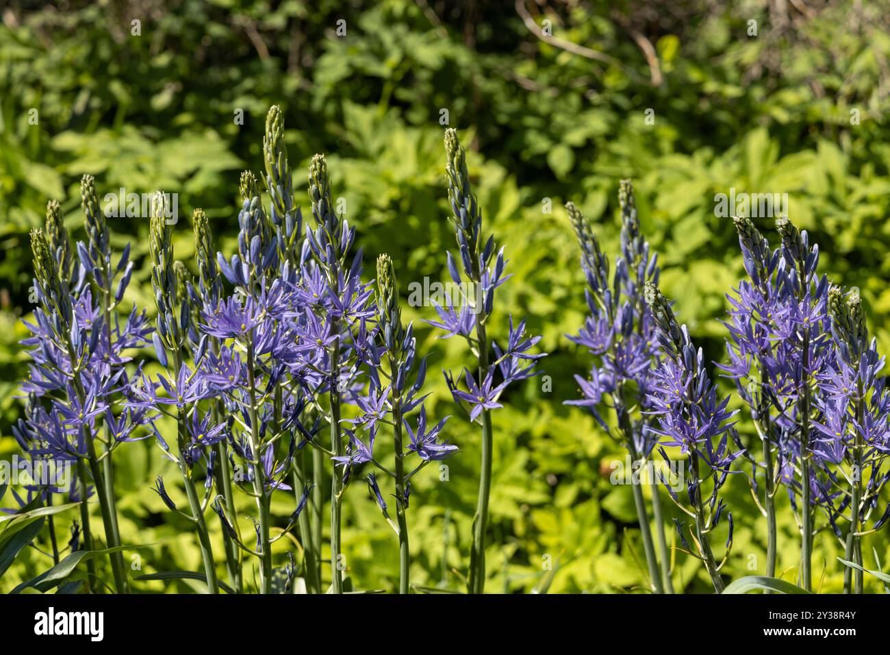 Camassia leichtlinii Caerulea flower in a garden Stock Photo - Alamy