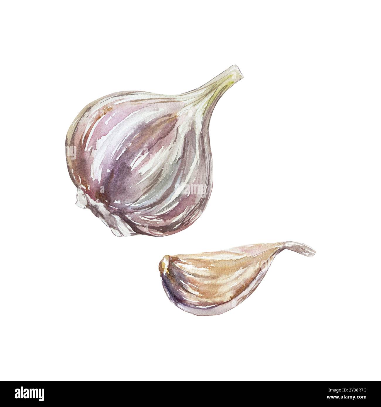 Garlic whole and clove. Hand drawn watercolor illustration of ...
