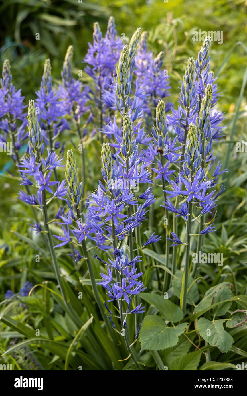 Camassia leichtlinii Caerulea flower in a garden Stock Photo - Alamy