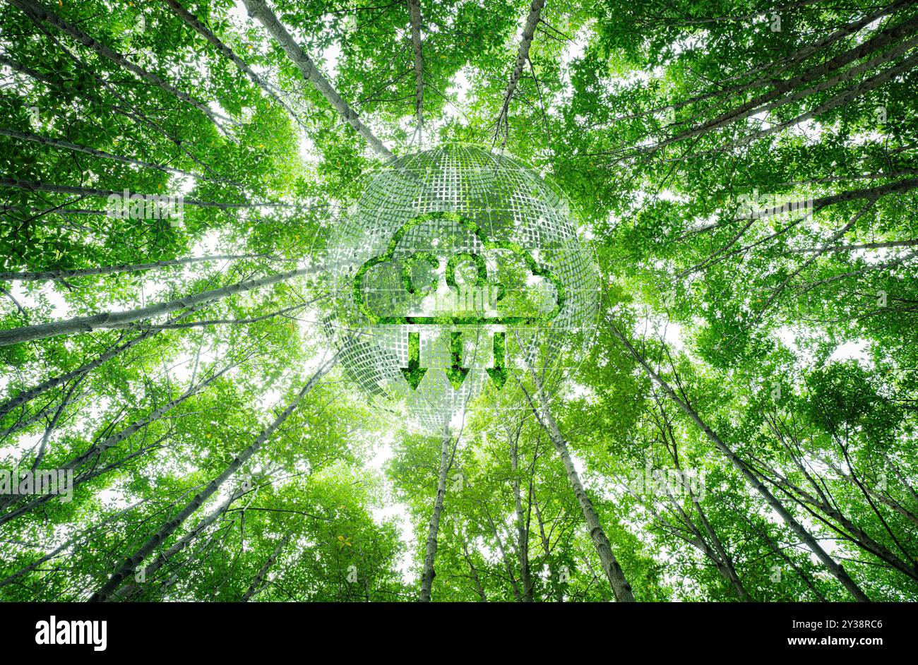 Natural carbon capture solution. Green trees in forest as carbon sink ...