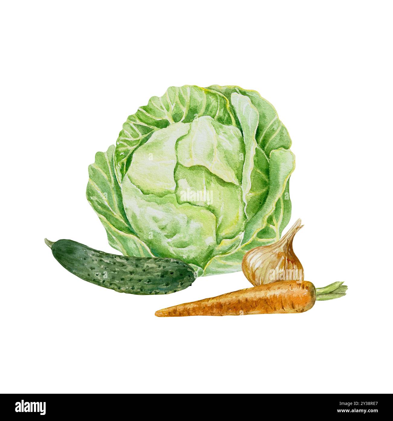 Cabbage, onion, carrot, cucumber. Watercolor illustration of vegetables ...