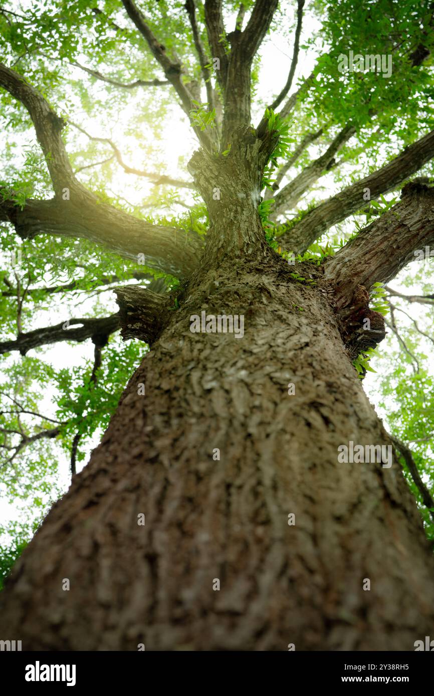 Tree symbolizing oxygen production carbon hi-res stock photography and ...
