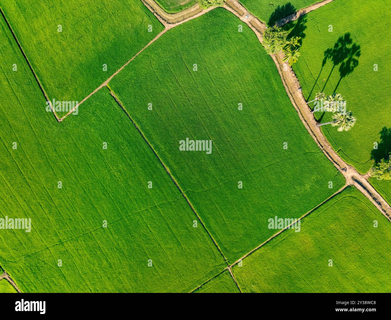 Aerial view of lush green rice field with small winding canal ...