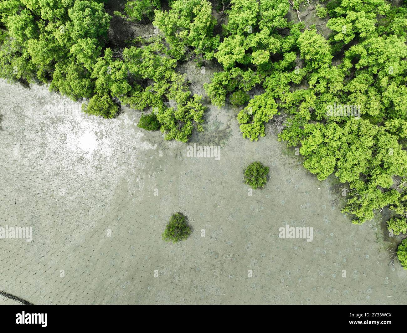 Aerial top view of green mangrove forest. Mangrove ecosystem. Natural ...