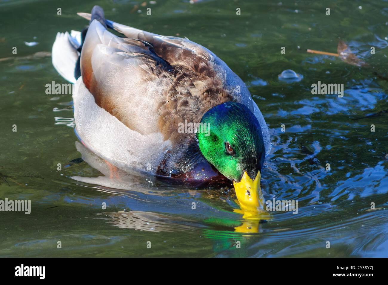 Bird duck male drake feathers hi-res stock photography and images - Alamy