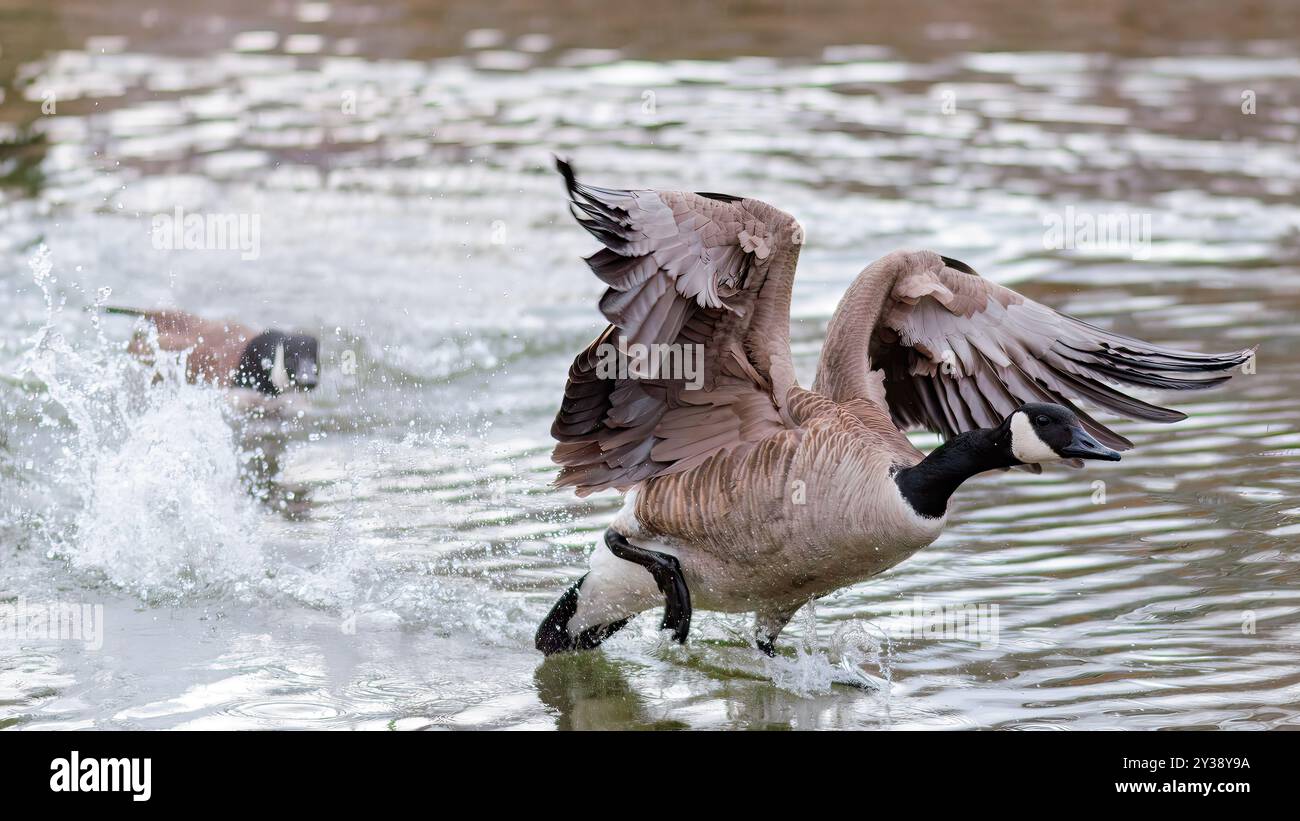Canadian Goose fighting in the water Stock Photo - Alamy