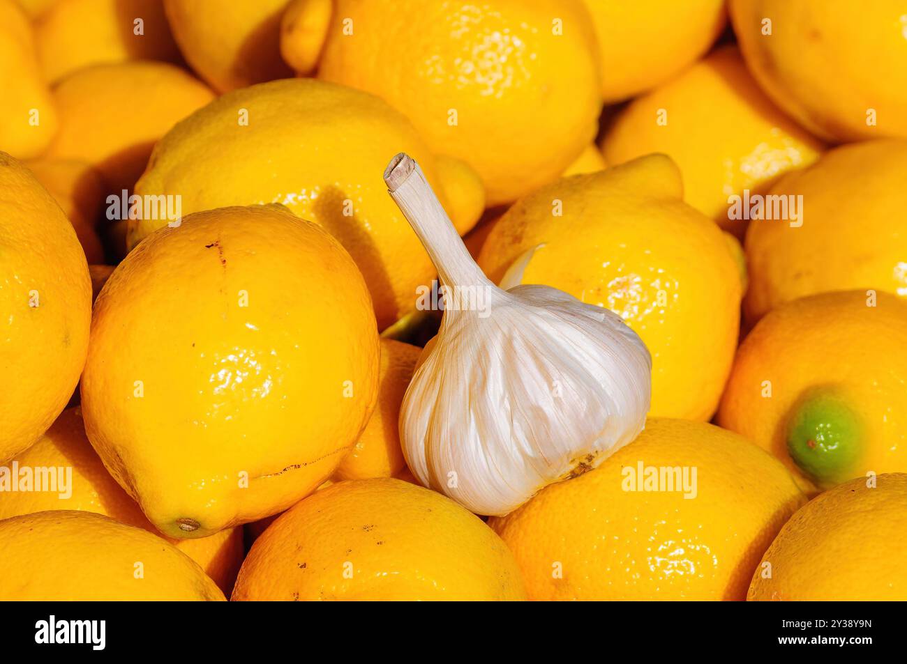The difference, is a garlic bulb amid lemon fruits Stock Photo - Alamy
