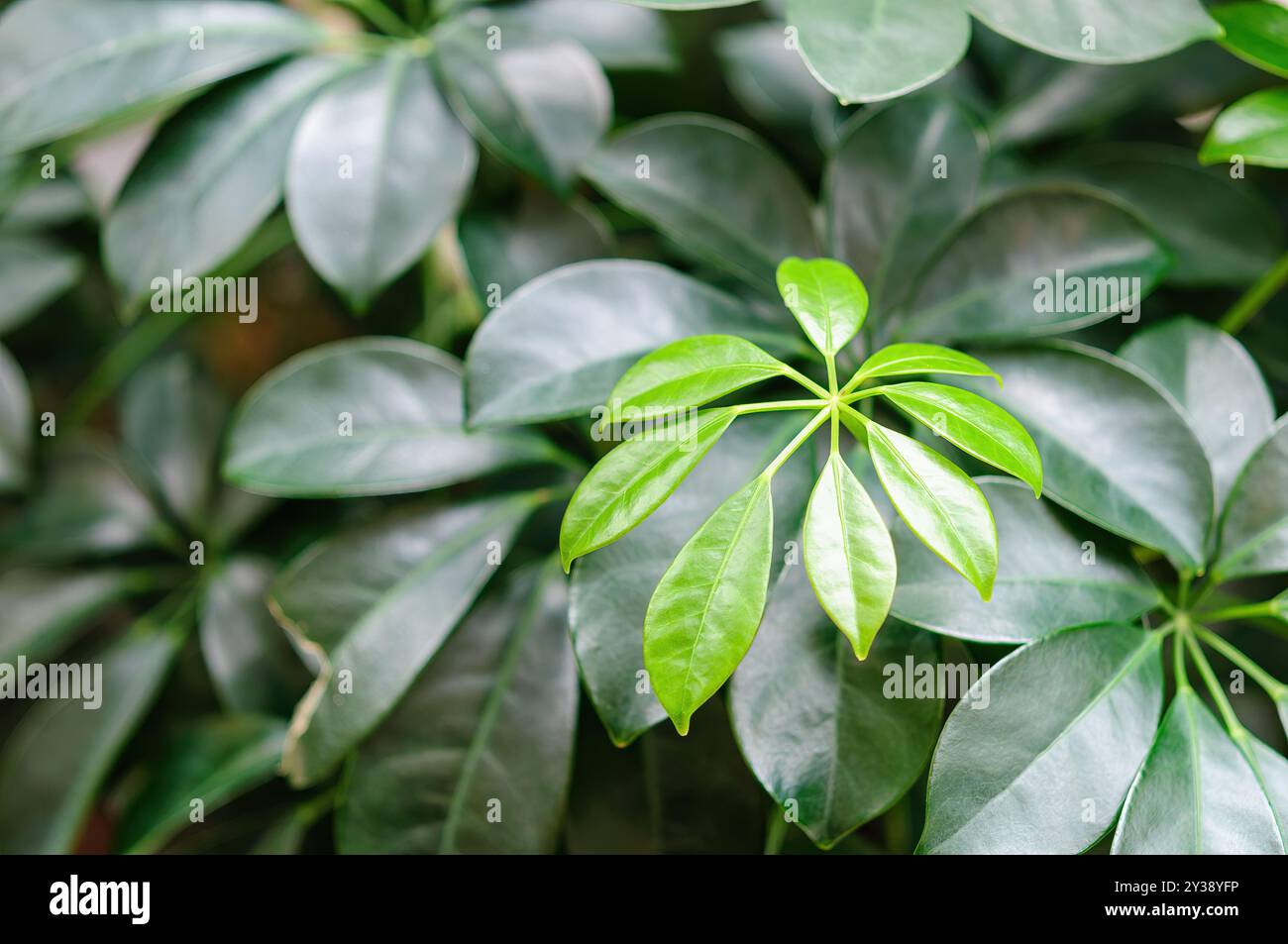 Fresh leaves on a schefflera plant Stock Photo - Alamy