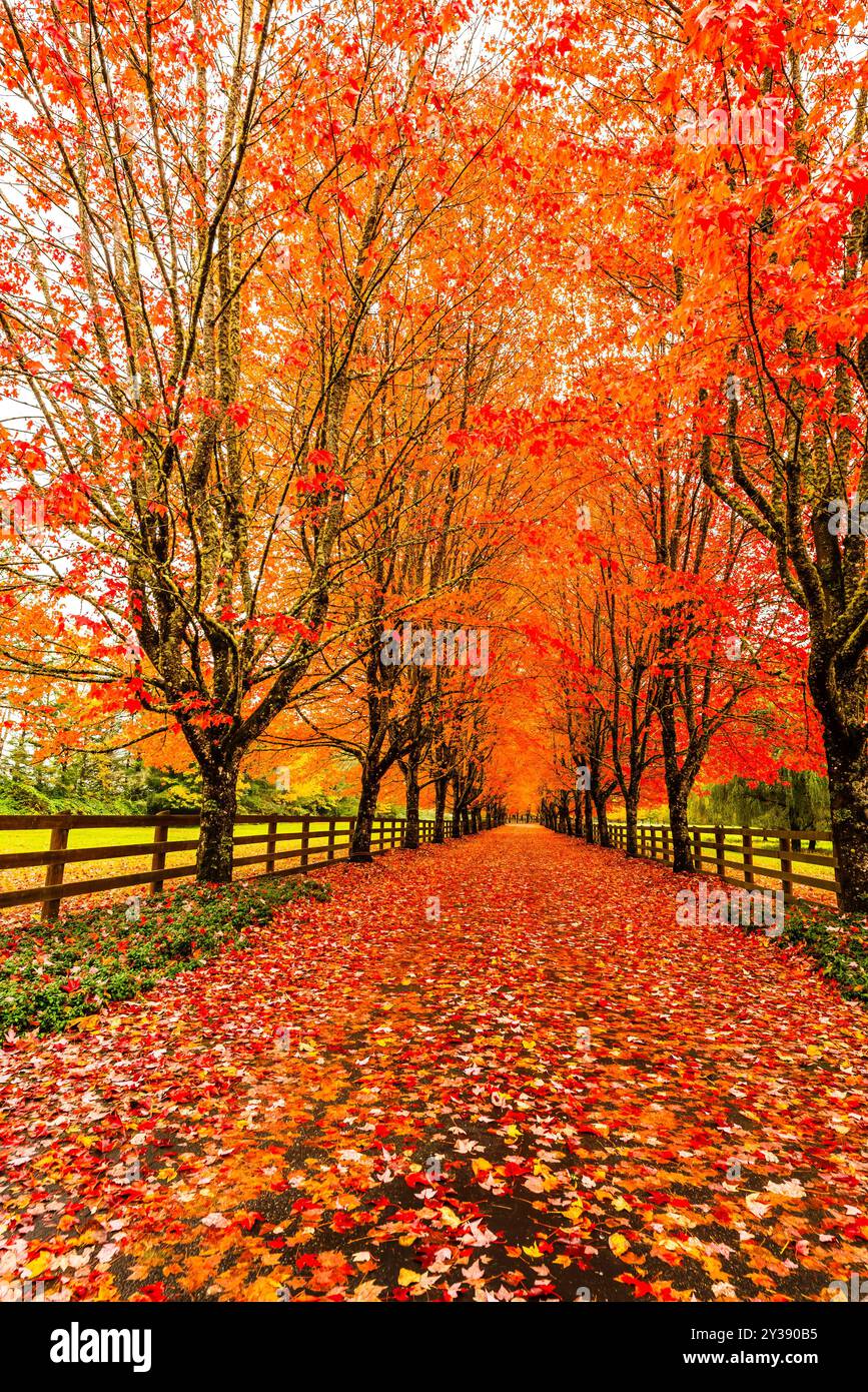 Tree-lined autumn path with red and orange leaves covering the ground ...