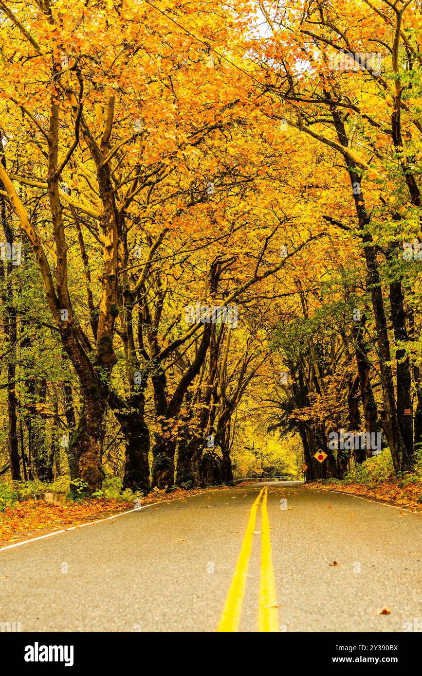 Tree-lined road covered with autumn leaves in the Pacific Northwest ...