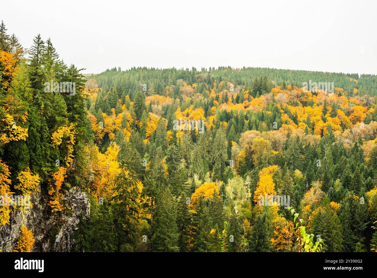 Vibrant fall foliage in a dense forest with evergreen trees Stock Photo ...