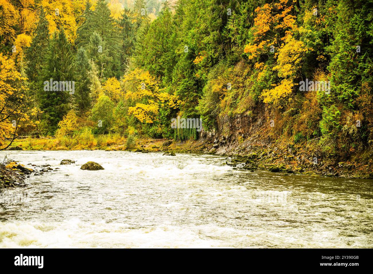 River surrounded by autumn foliage in a Pacific Northwest forest Stock ...