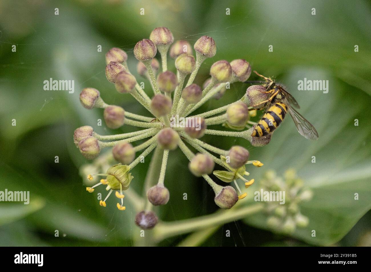 A close up of a Ivy flower with a wasp Stock Photo - Alamy