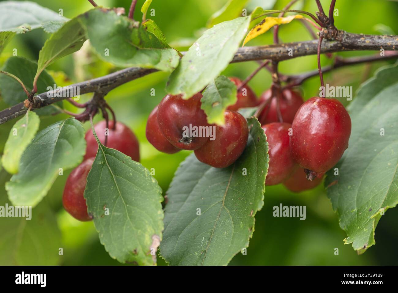 Canopy apple tree hi-res stock photography and images - Alamy