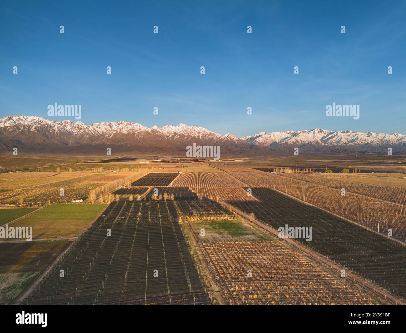 aerial view of vineyard plantations in the Andes Stock Photo - Alamy