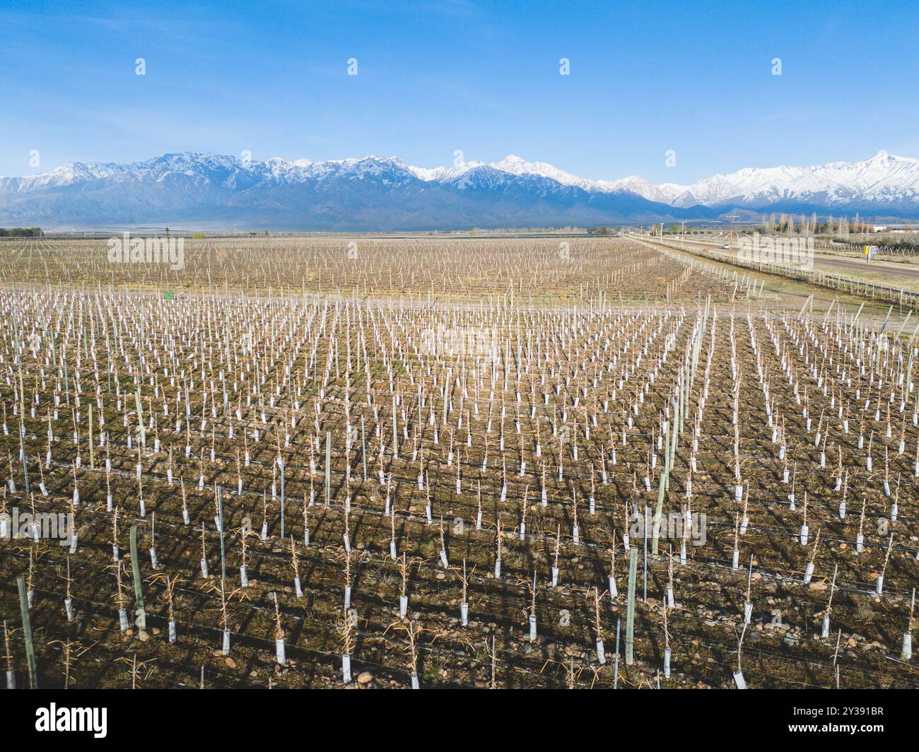aerial view of vineyard plantations in the Andes Stock Photo - Alamy